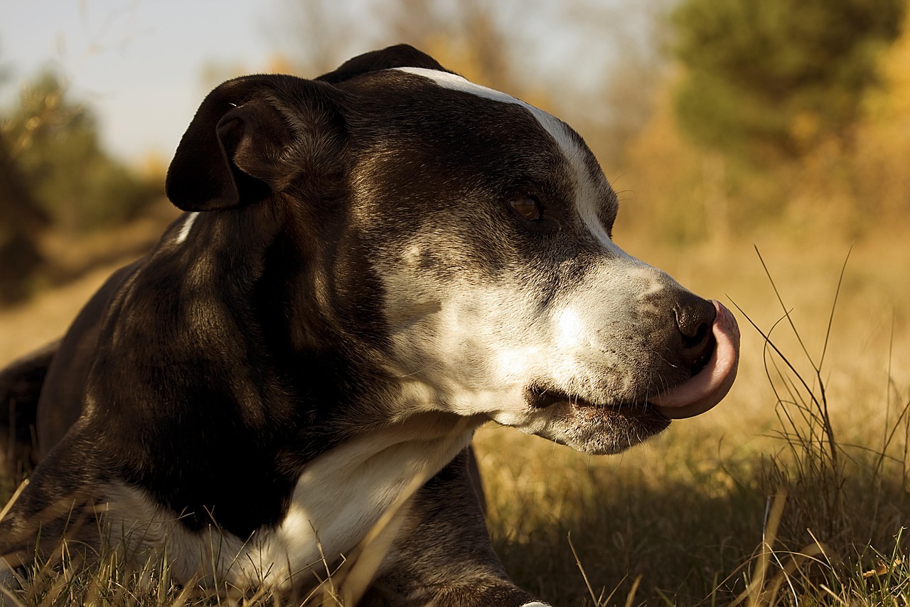 Plus de 2 photos gratuites de Staford et de Chien - Pixabay