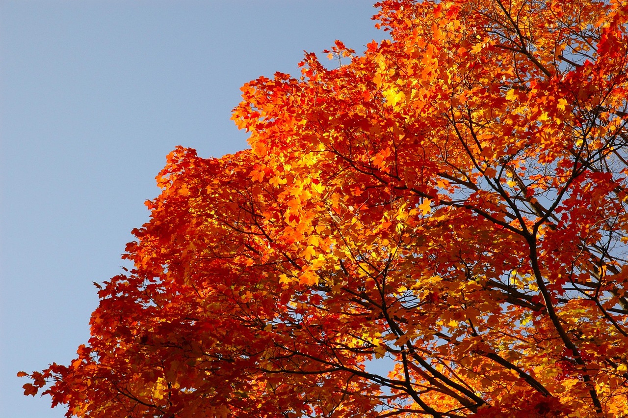 Blue Sky Fall Aut - Free photo on Pixabay - Pixabay