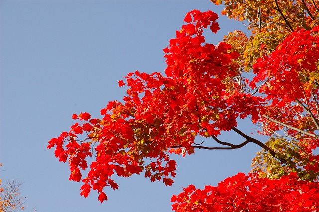 Blue Sky Fall Autumn Golden - Free photo on Pixabay - Pixabay