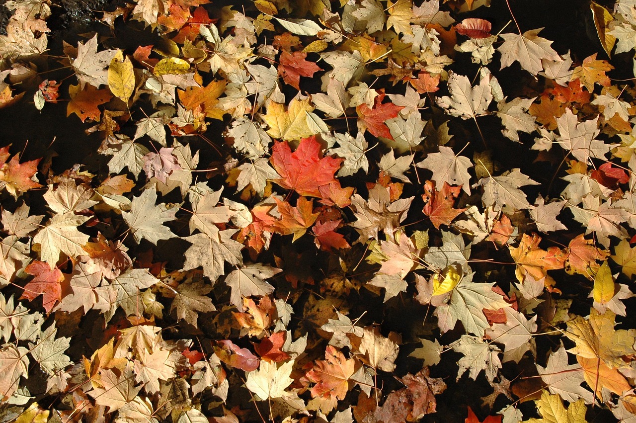 200+ Free November Thanksgiving & Thanksgiving Images - Pixabay