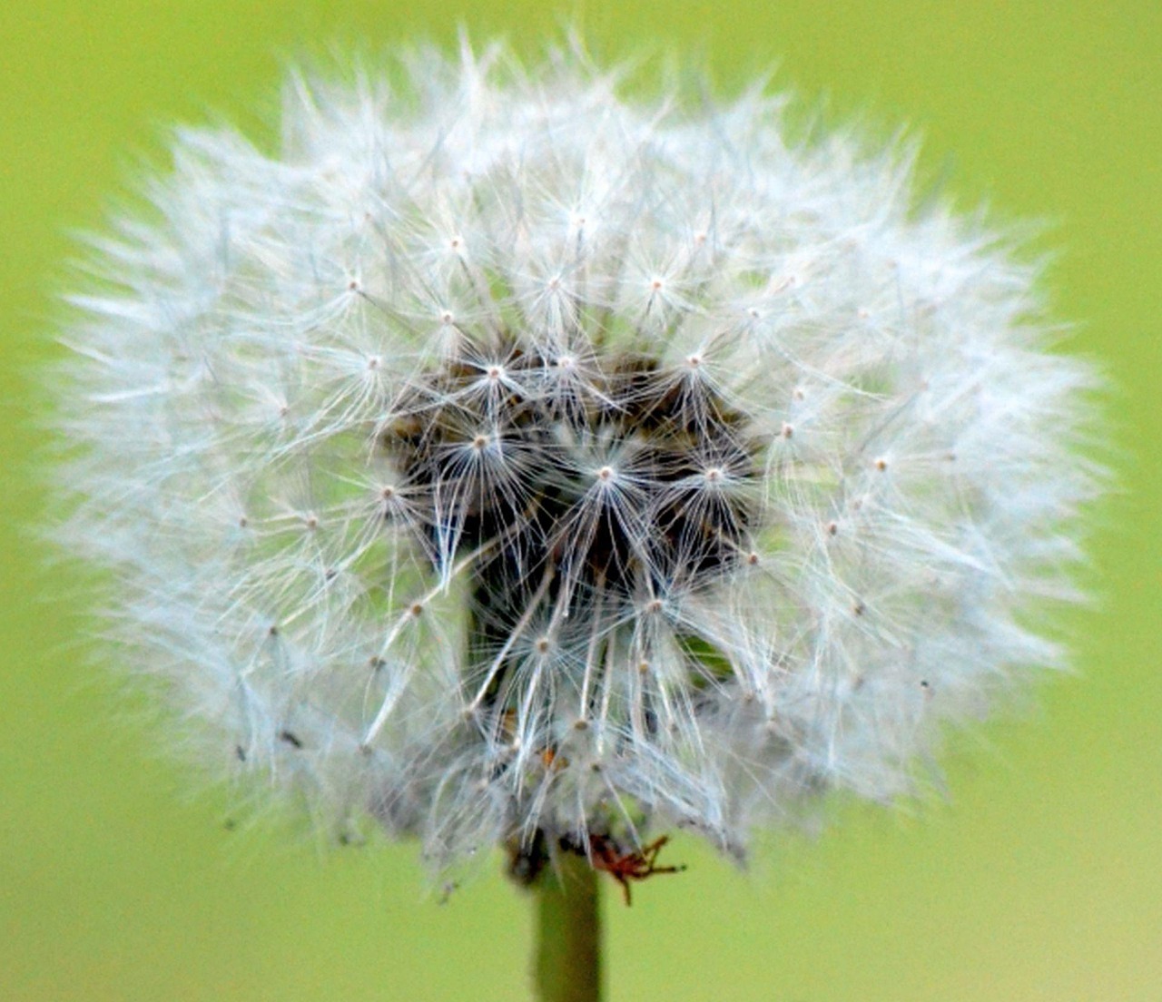 Dandelion Nature Close - Free photo on Pixabay - Pixabay