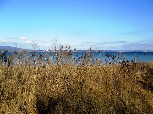 Lago De Constanza Orilla Del Río - Foto gratis en Pixabay - Pixabay