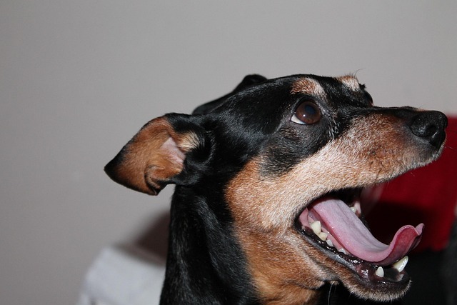 Rehpinscher Dog Small - Free photo on Pixabay - Pixabay