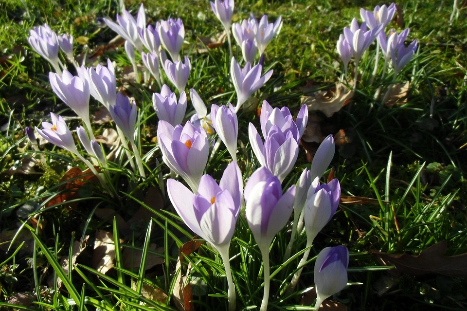 Crocus Prairie De - Photo gratuite sur Pixabay - Pixabay