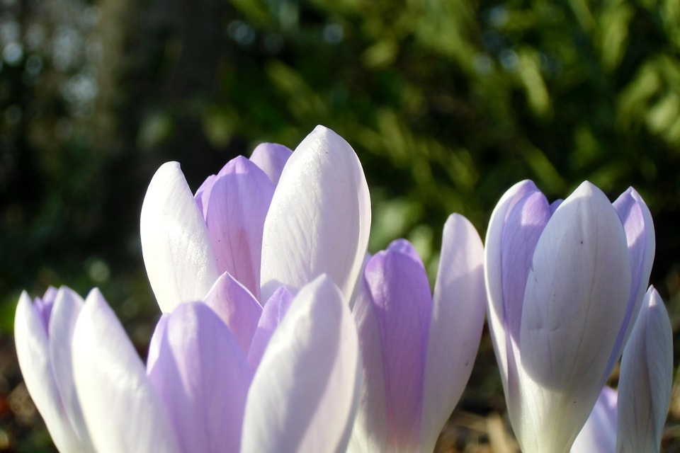Crocus Prairie De - Photo gratuite sur Pixabay - Pixabay
