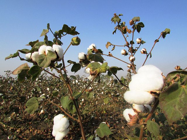 30+ Free Cotton Crop & Cotton Images - Pixabay