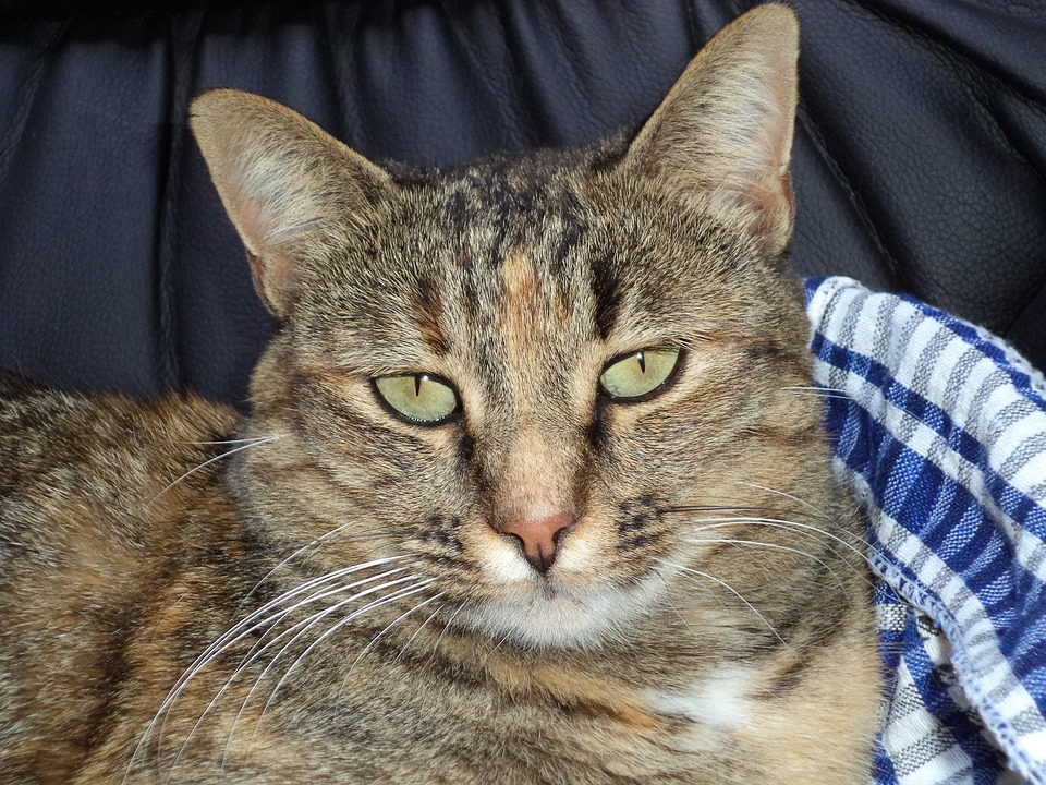Gato Felino Miao - Foto gratuita no Pixabay
