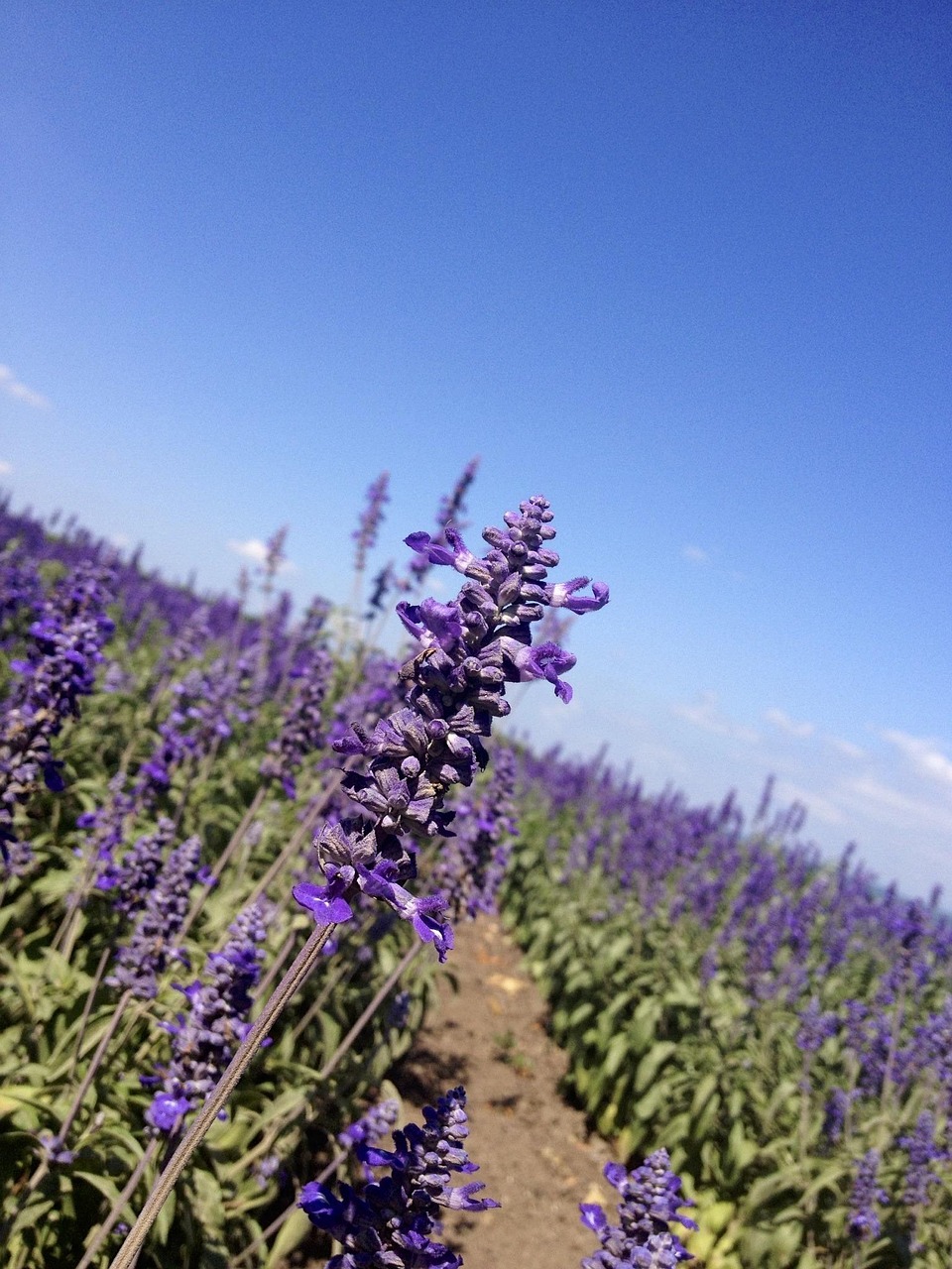 Lavender Bunga-Bunga Bidang - Foto gratis di Pixabay - Pixabay