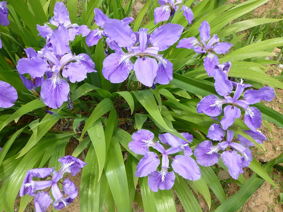 Iris Fleurs Bleu - Photo gratuite sur Pixabay - Pixabay
