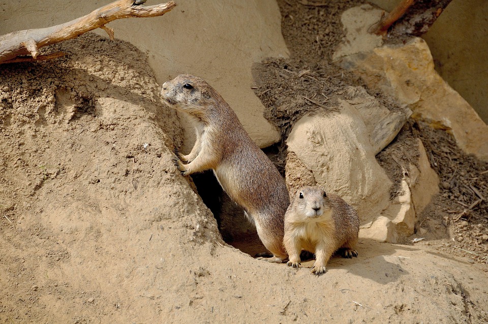 Prairie Dog Rodent Zoo - Free photo on Pixabay