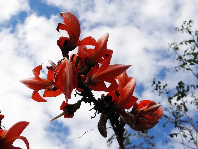 400,000+ Free Palash Flower & Flower Images - Pixabay