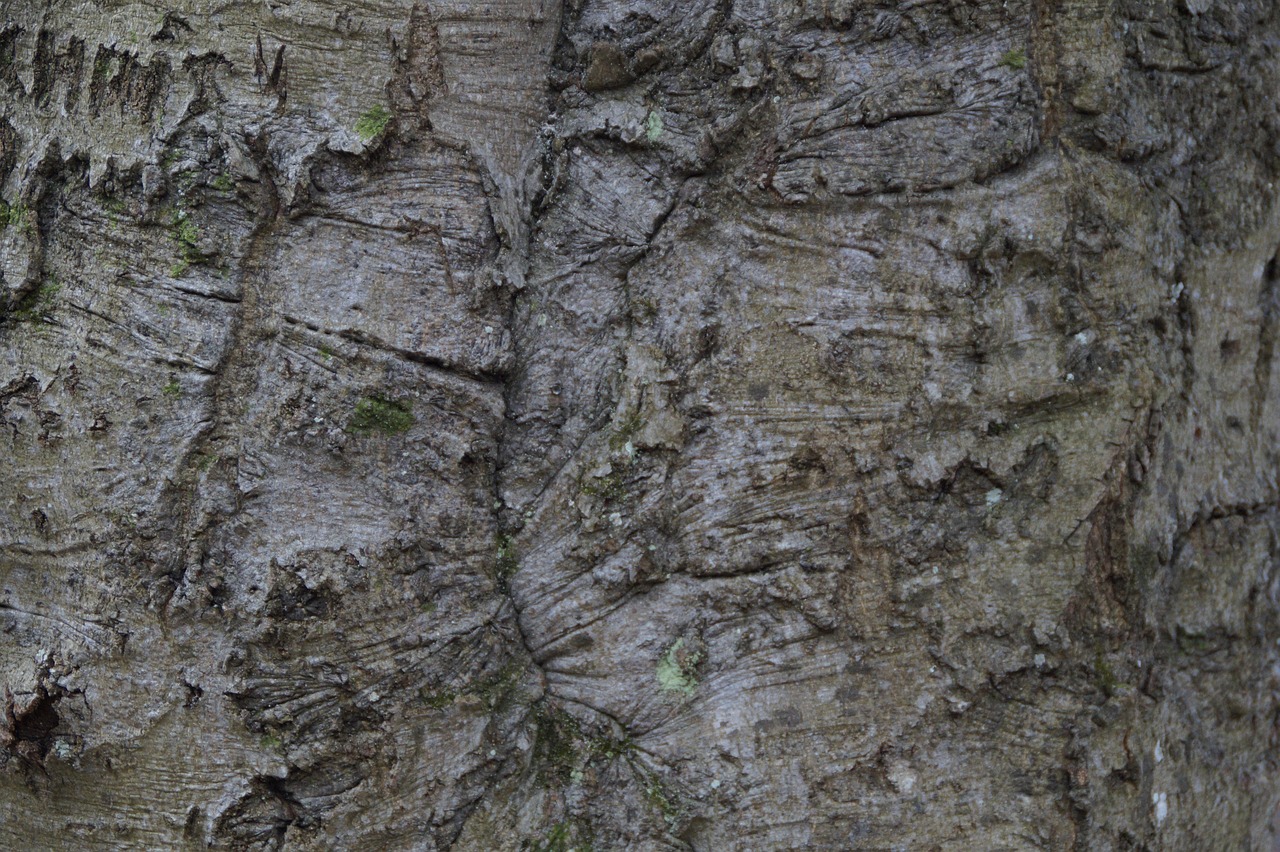 Tribe Bark Close Up - Free photo on Pixabay