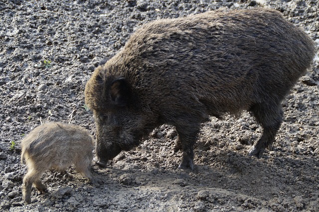 Bache Wild Boar Rookie - Free photo on Pixabay - Pixabay