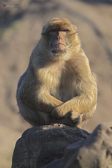 Singe Singes - Photo gratuite sur Pixabay - Pixabay