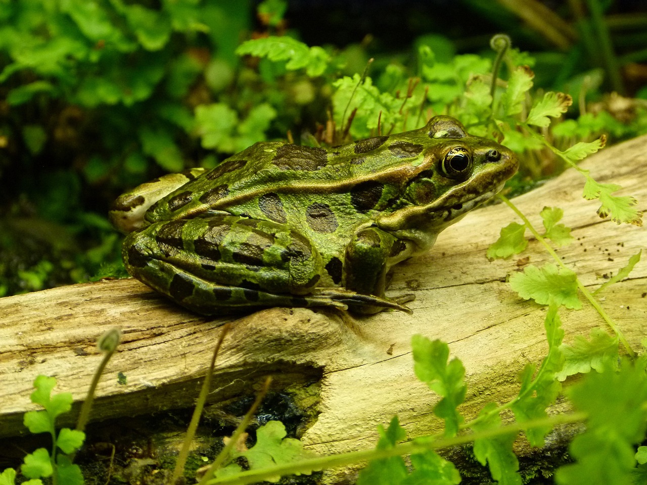 8,000+ Free Fat Frog & Frog Images - Pixabay