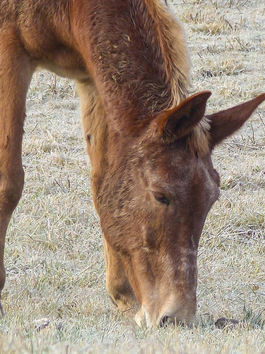 Grazing Quarter Horse Animal - Free photo on Pixabay