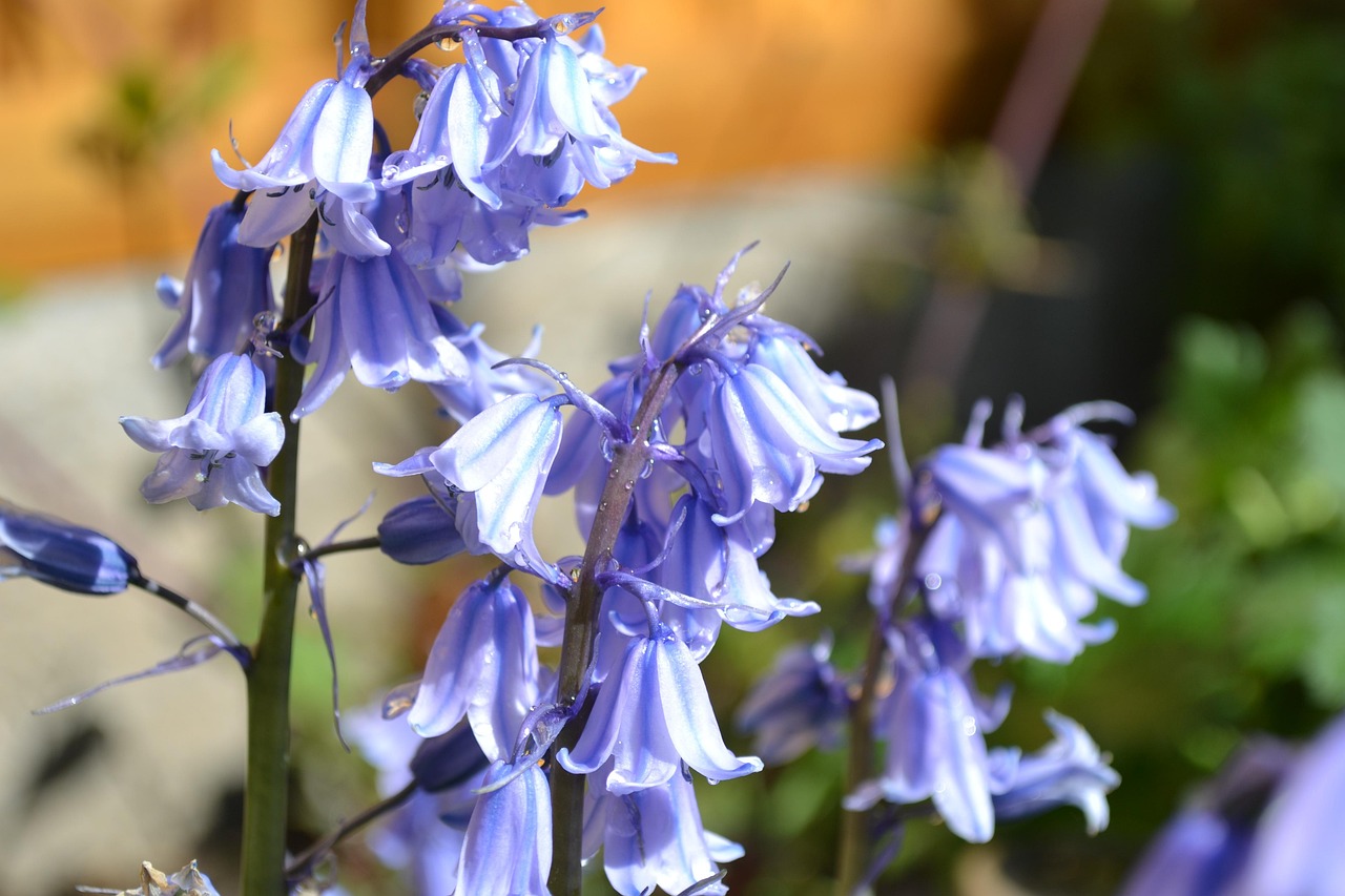 Bluebell Flower Purple - Free photo on Pixabay
