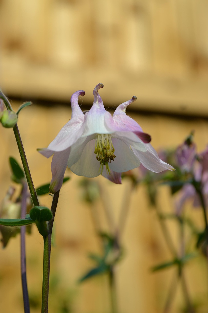 Columbine Aquilegia Flower - Free photo on Pixabay - Pixabay