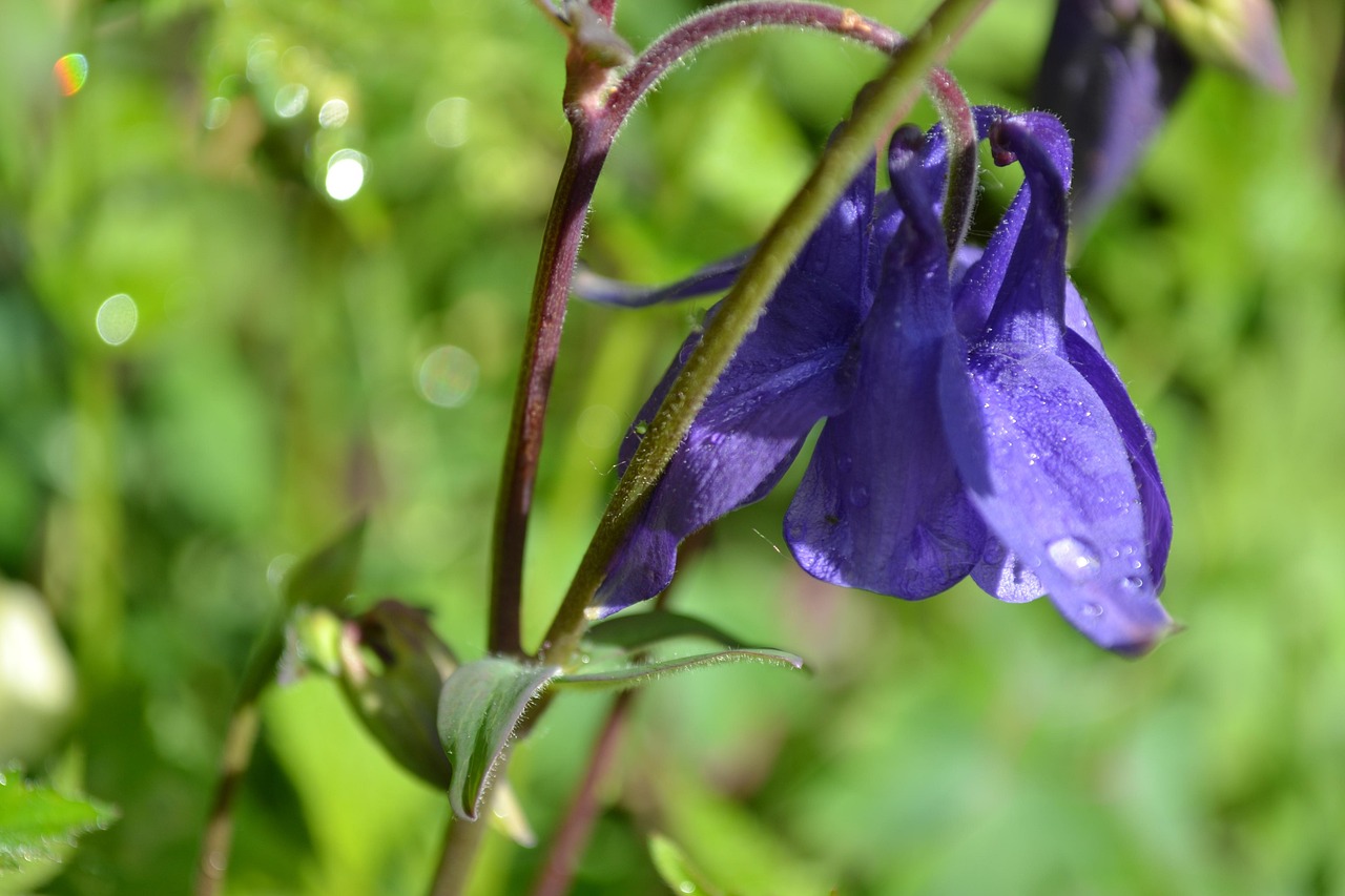 Columbine Aquilegia Flor - Foto gratuita no Pixabay - Pixabay