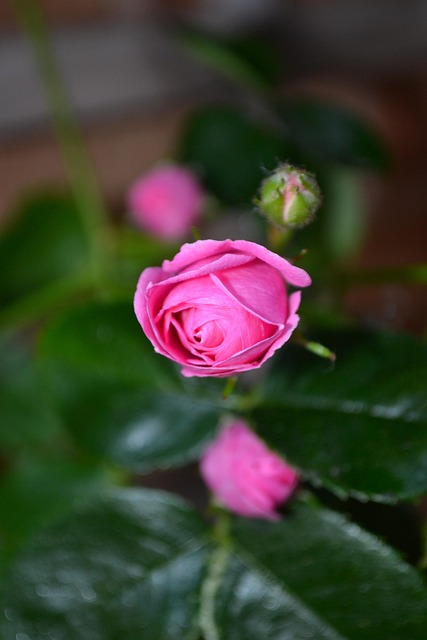 Rose Bourgeon Fleur - Photo gratuite sur Pixabay - Pixabay