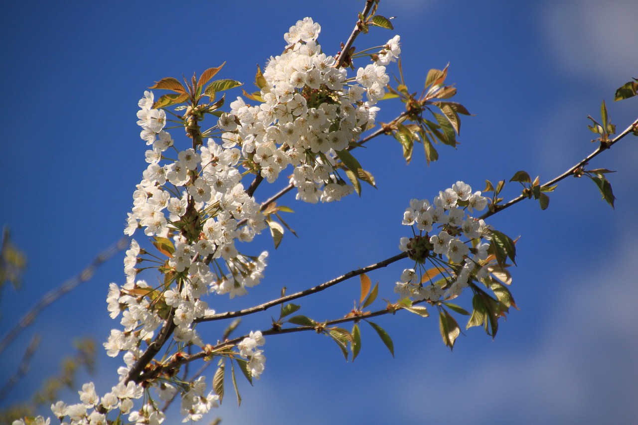Flores Flor Blanco - Foto gratis en Pixabay - Pixabay