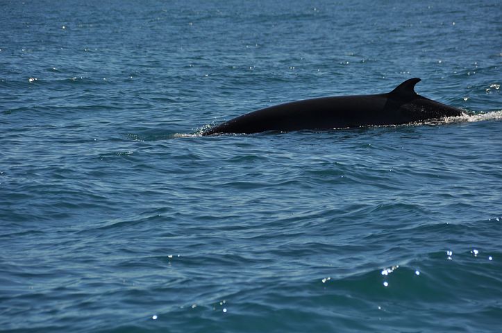2+ Free Minke Whale & Sea Images - Pixabay