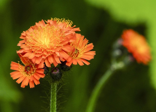 Wilde Blume Pflanze Wiese - Kostenloses Foto auf Pixabay