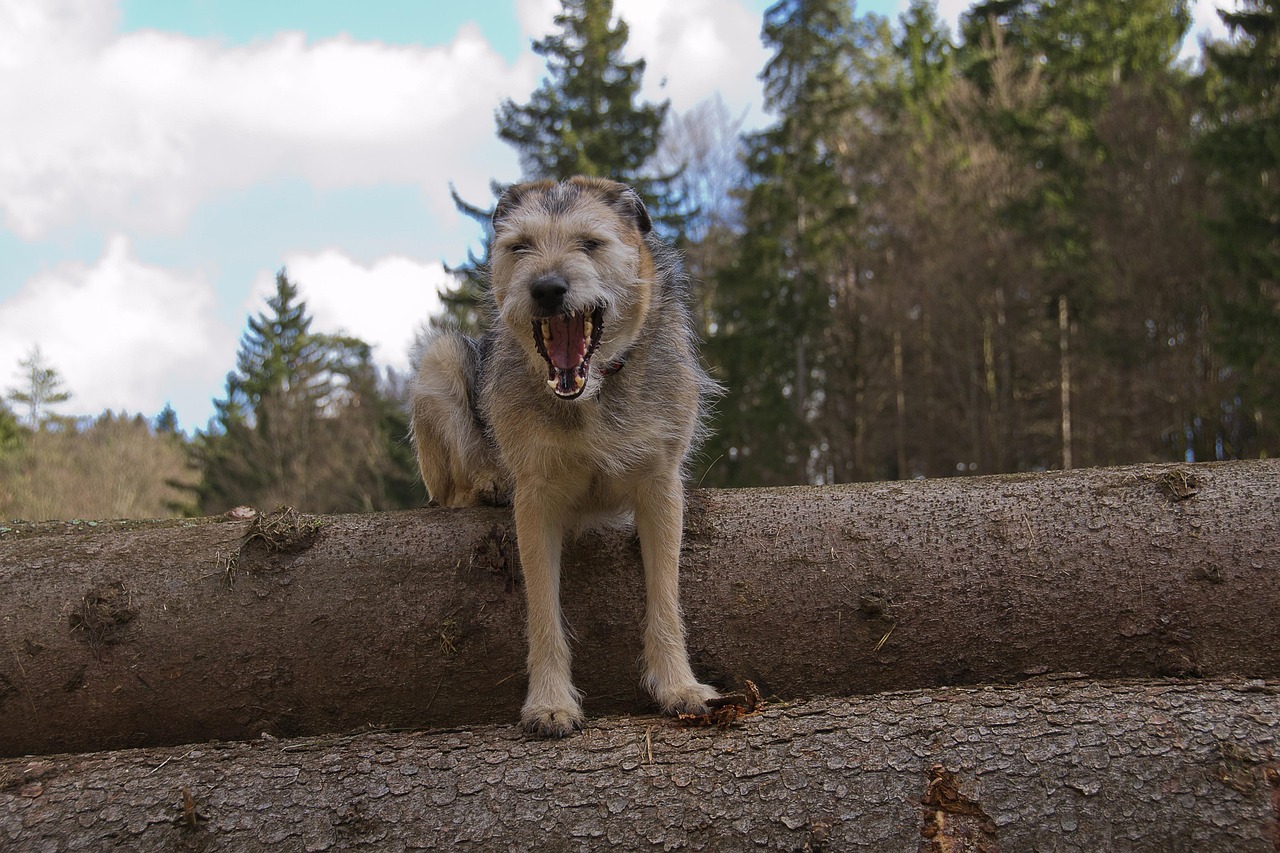 Dog Hybrid Snout - Free photo on Pixabay - Pixabay