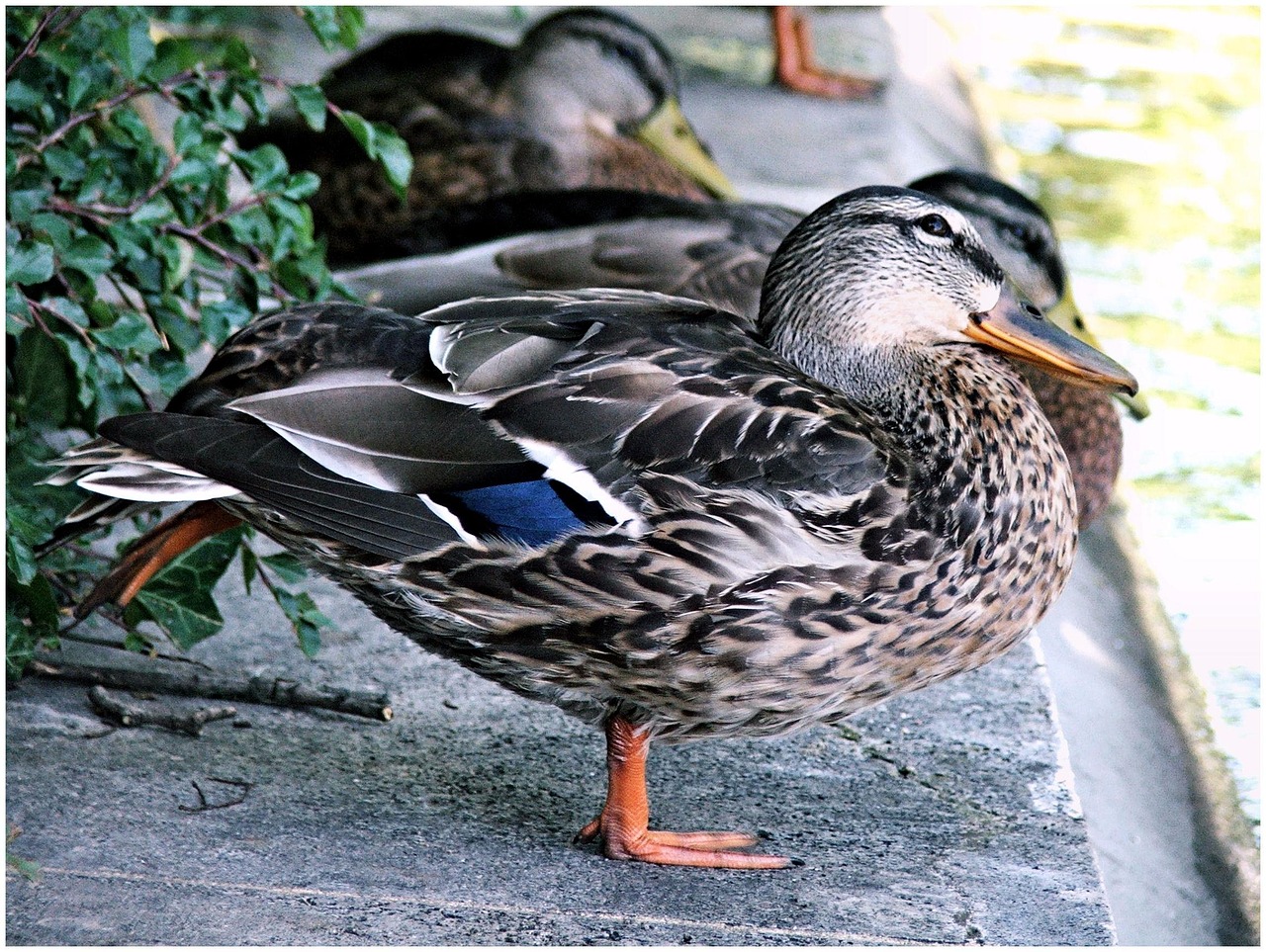 Duck Ducks Bird - Free photo on Pixabay - Pixabay