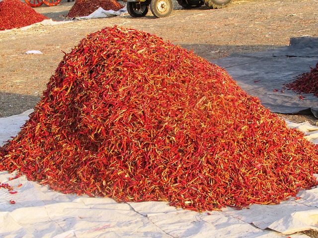 Chili Pepper Chile Chilli - Free photo on Pixabay - Pixabay