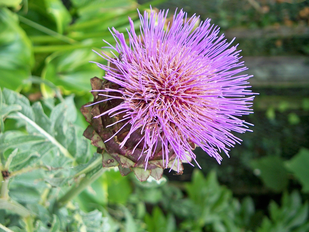 Thistle Purple Mauve - Free photo on Pixabay