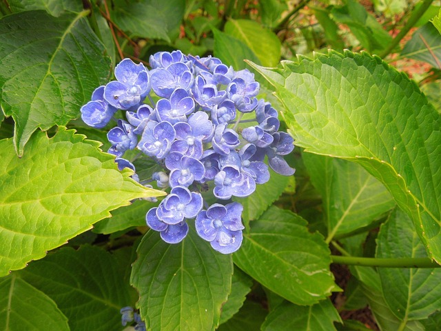 Ortensia Flowers Nature - Free photo on Pixabay - Pixabay