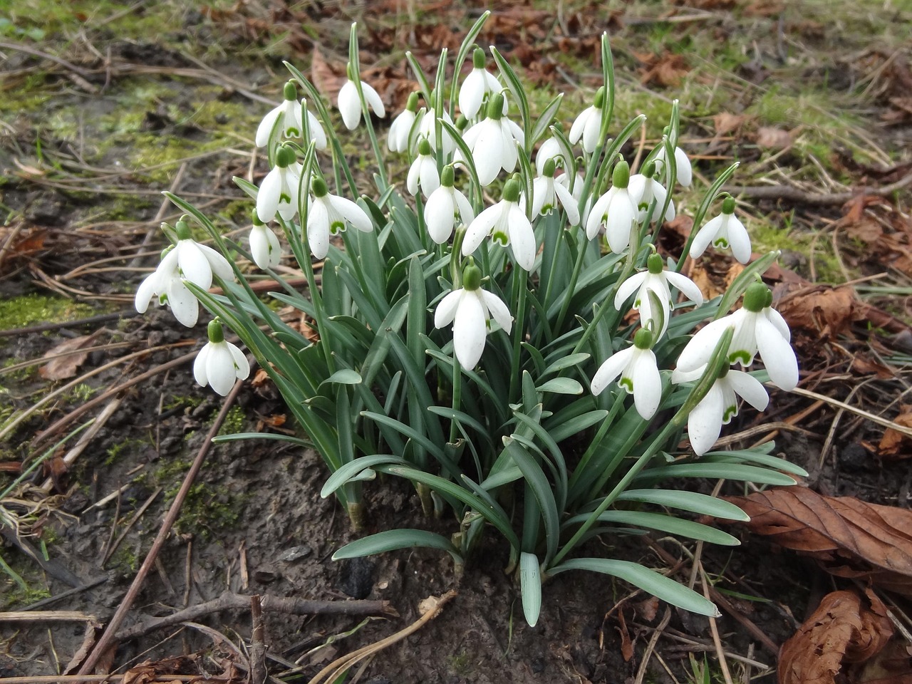 Perce Neige Fleur Flore - Photo gratuite sur Pixabay