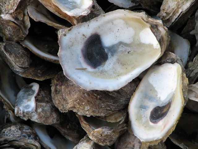 Oysters Shells Sea - Free photo on Pixabay
