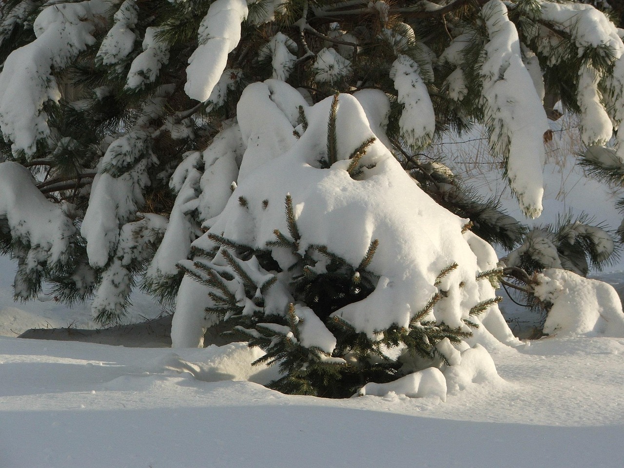 Pine Tree Winter - Free photo on Pixabay - Pixabay