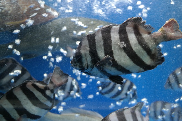 Sea Bream Fish - Free photo on Pixabay - Pixabay