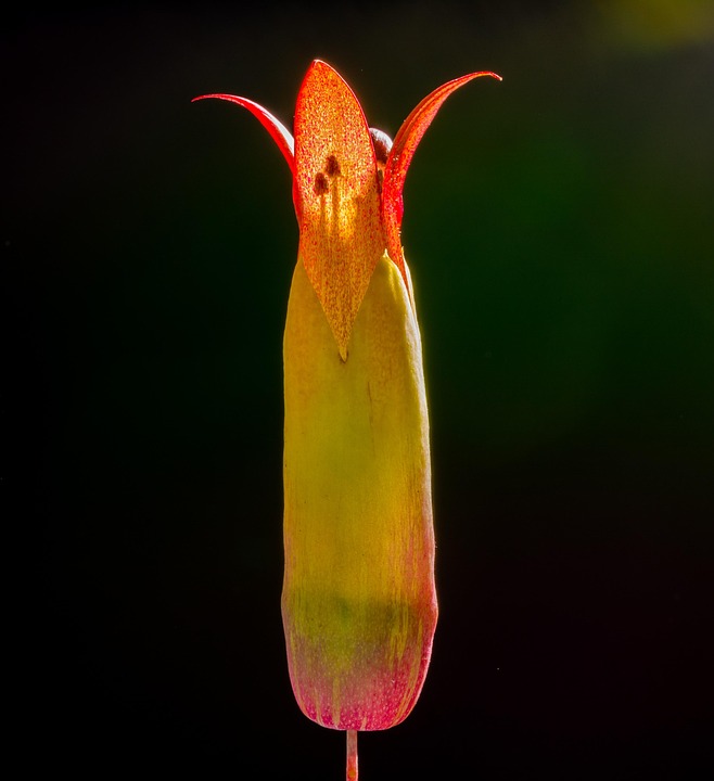Pianta Di Goethe Fiore Kalanchoe - Foto gratis su Pixabay - Pixabay