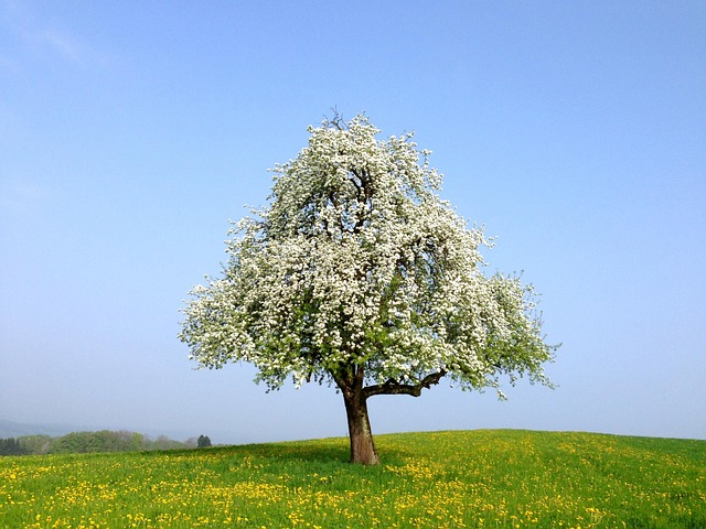 Plus de 800 000 images de Paysage Fleuri et de Nature - Pixabay