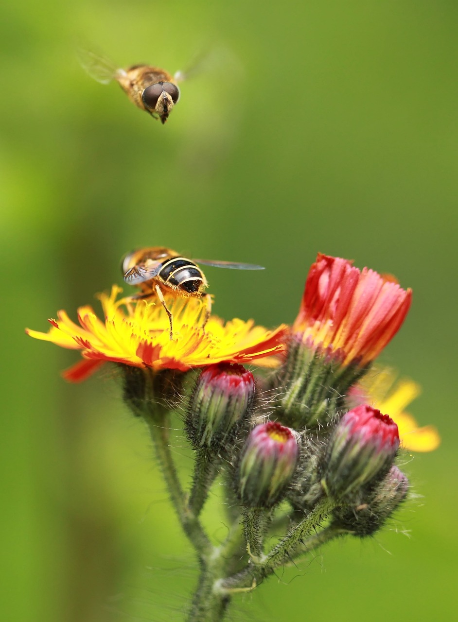 Hover Flying Bee Macro - Free photo on Pixabay - Pixabay