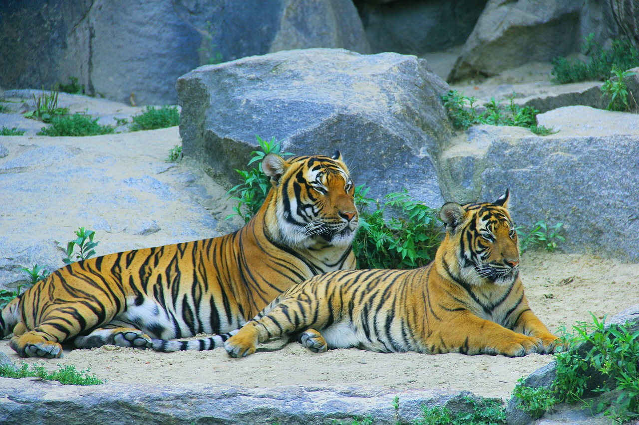 Tiger Cat Wild Big - Free photo on Pixabay - Pixabay
