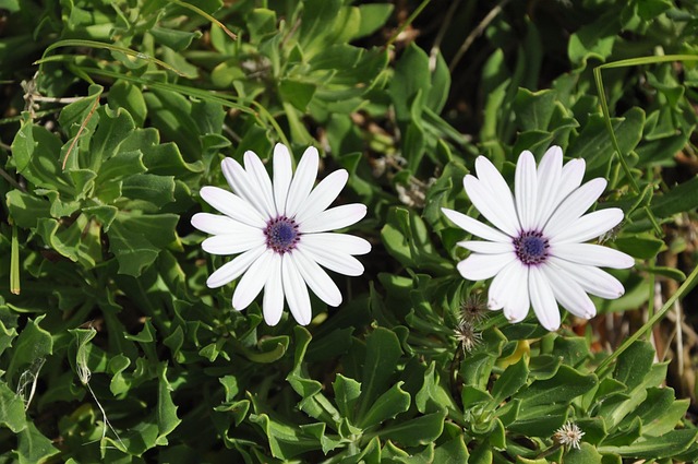 Bunga-Bunga Taman Padang Rumput - Foto gratis di Pixabay - Pixabay
