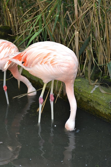 Feeding Flamingos Pink - Free photo on Pixabay