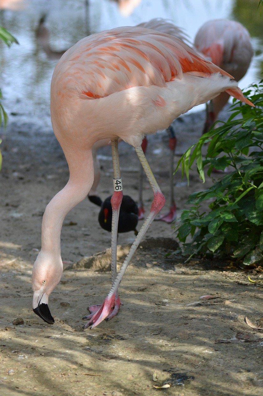 Flamingo Legs The Flamingo's Secret: Why It Stands On One Leg
