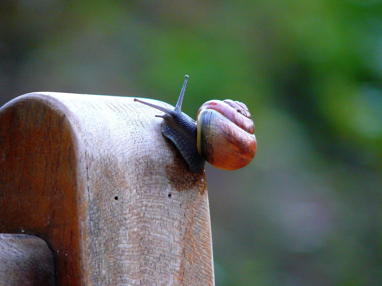 Escargot Coquille Fermer - Photo gratuite sur Pixabay - Pixabay