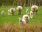 3 Sheep-run Synonyms. Similar words for Sheep-run.
