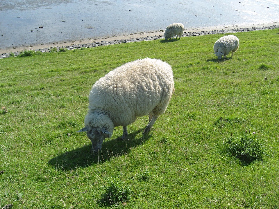 Schafe Gras Wiese - Kostenloses Foto auf Pixabay - Pixabay