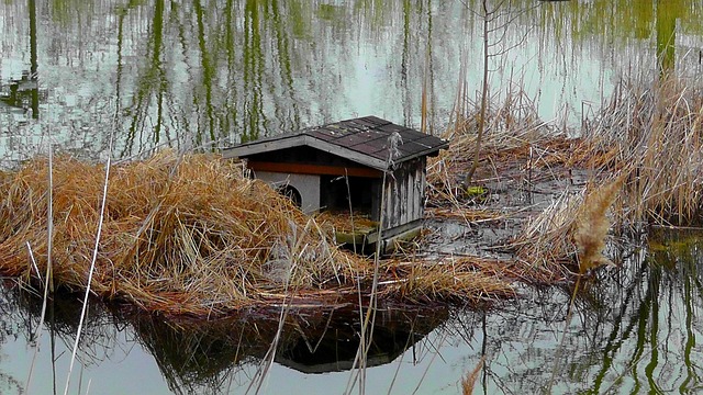 Duck House Bird Lake - Free photo on Pixabay