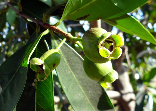 Syzygium Jambos Pomarrosa Pomme - Foto gratis en Pixabay - Pixabay