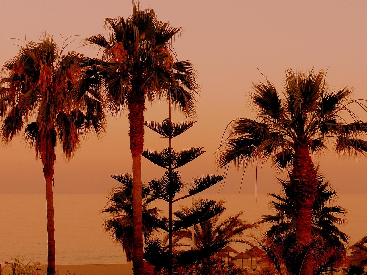 Palmen Sonnenuntergang Sandstrand - Kostenloses Foto auf Pixabay - Pixabay