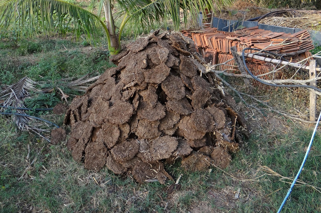 Cow Dung Fuel Pats Free Photo On Pixabay